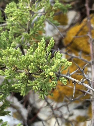 Variedad Asparagus capensis litoralis · iNaturalist Mexico