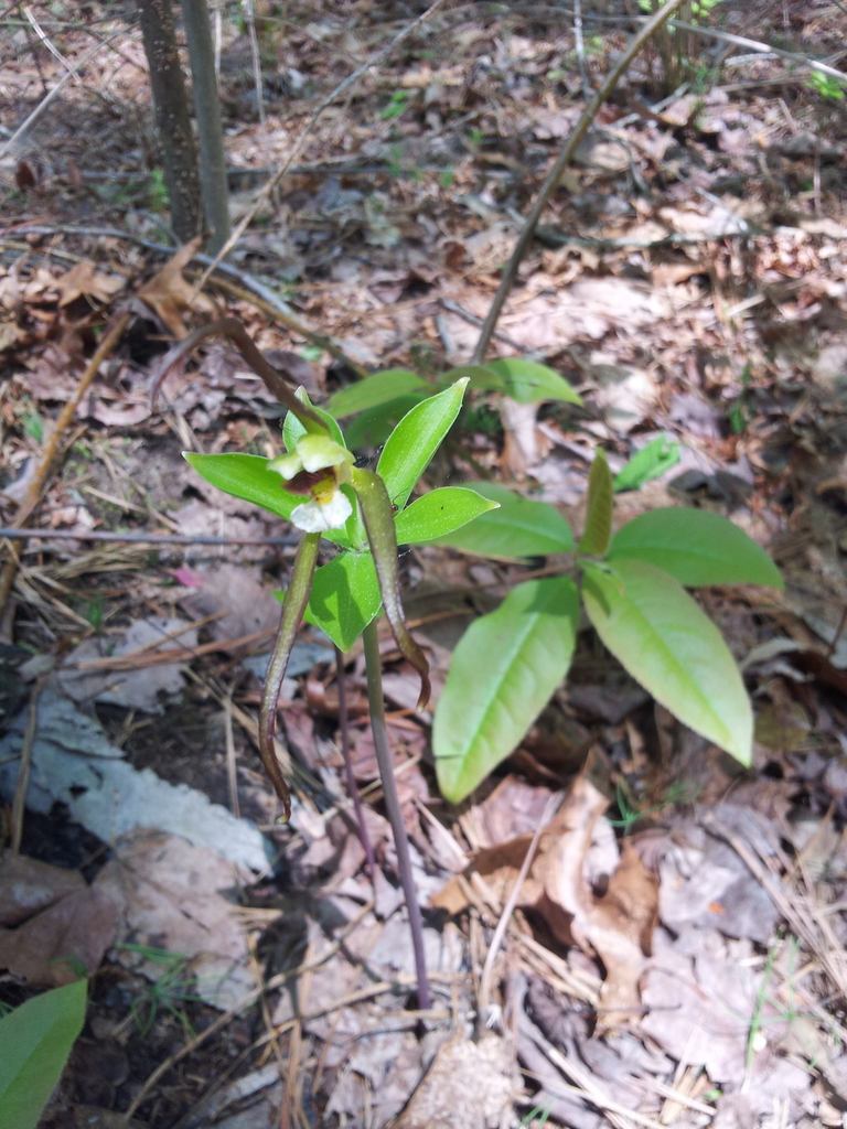 Large Whorled Pogonia in April 2015 by Mary Shew · iNaturalist