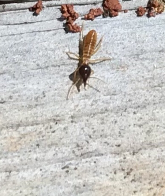 Conehead Termites from North Atlantic Ocean, Sabana De La Mar, Hato ...