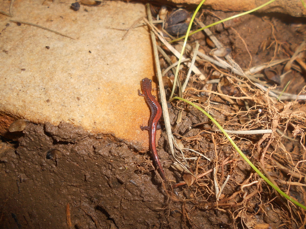Southern Red-backed Salamander in February 2014 by Mary Shew · iNaturalist