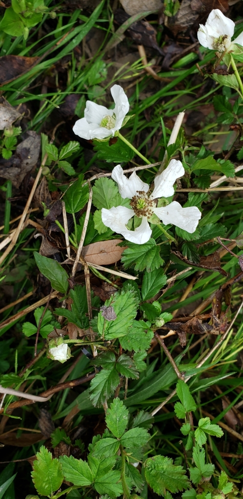 southern dewberry from Plano, TX 75025, USA on March 14, 2020 at 11:07 ...