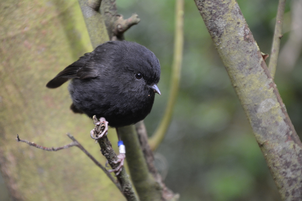 Chatham Robin in September 2016 by Oscar Thomas · iNaturalist