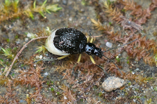 Isotes reticulata · iNaturalist