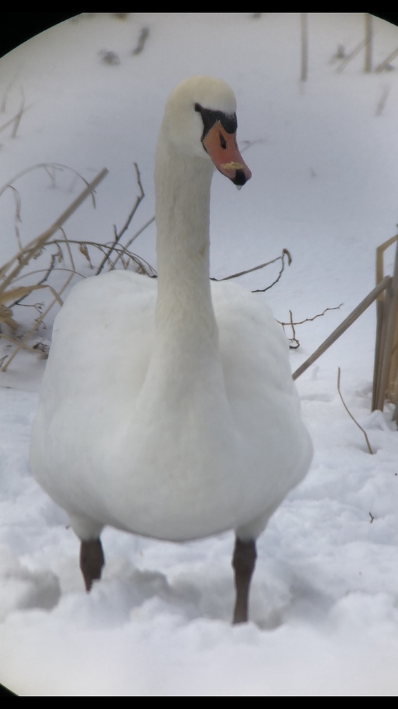 Mute Swan from Preston, ID, US on March 14, 2020 at 11:46 AM by ...