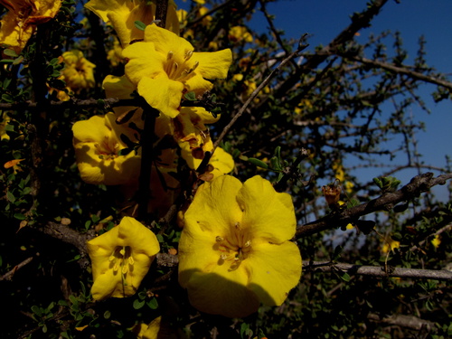 Karoo Gold (Biogaps (s Afr) Pentad 3240_2150: Species List) · iNaturalist