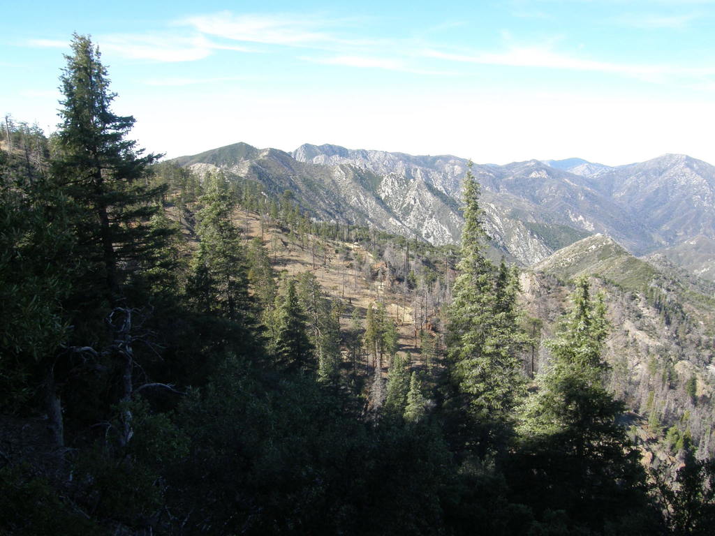 Santa Lucia fir from Monterey County, CA, USA on January 15, 2011 at 12 ...