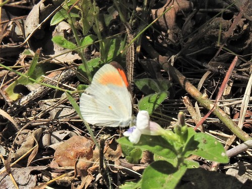 Subspecies Colotis euippe complexivus · iNaturalist