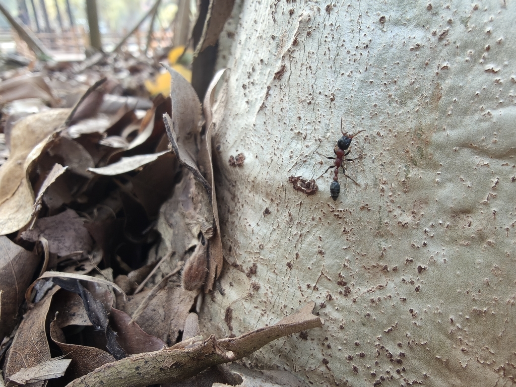 Arboreal Bicolored Slender Ant from 云南省西双版纳傣族自治州景洪市勐捧路 on April 8, 2026 ...