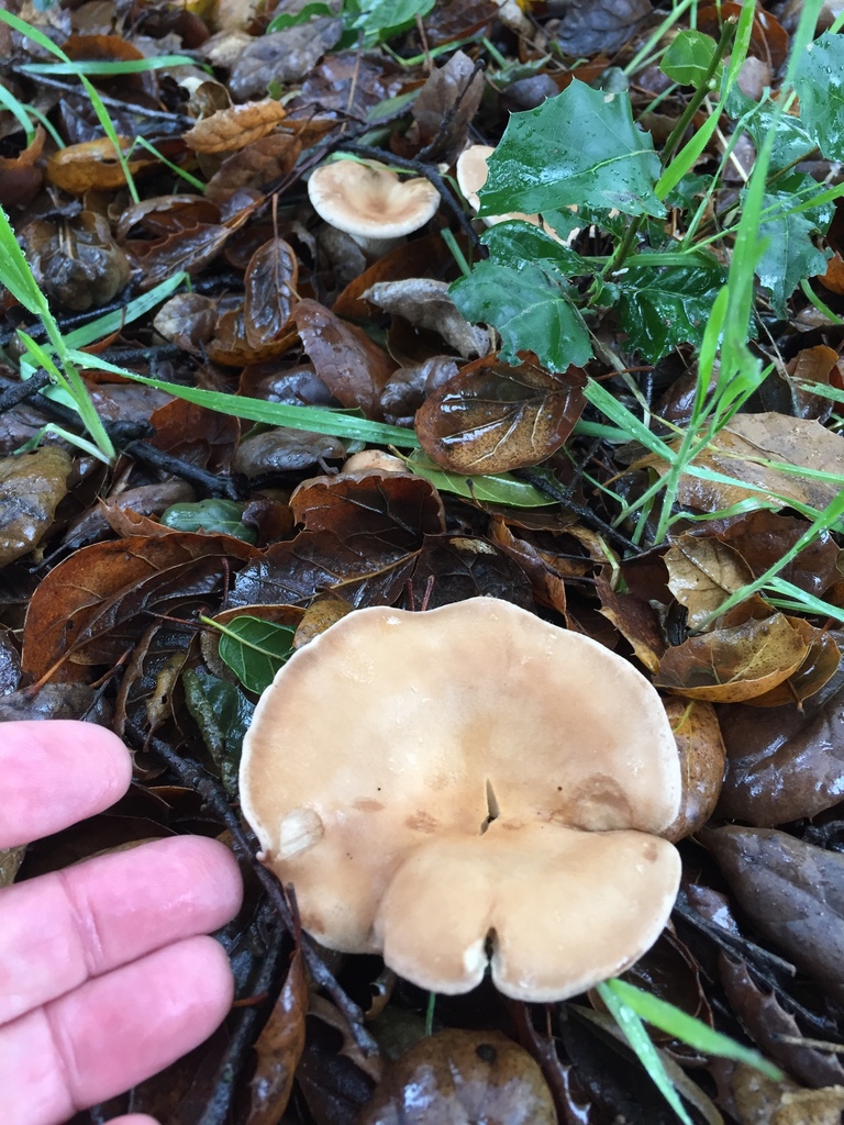 tawny funnel cap from Lyons Valley Rd, Jamul, CA, US on March 14, 2020 ...