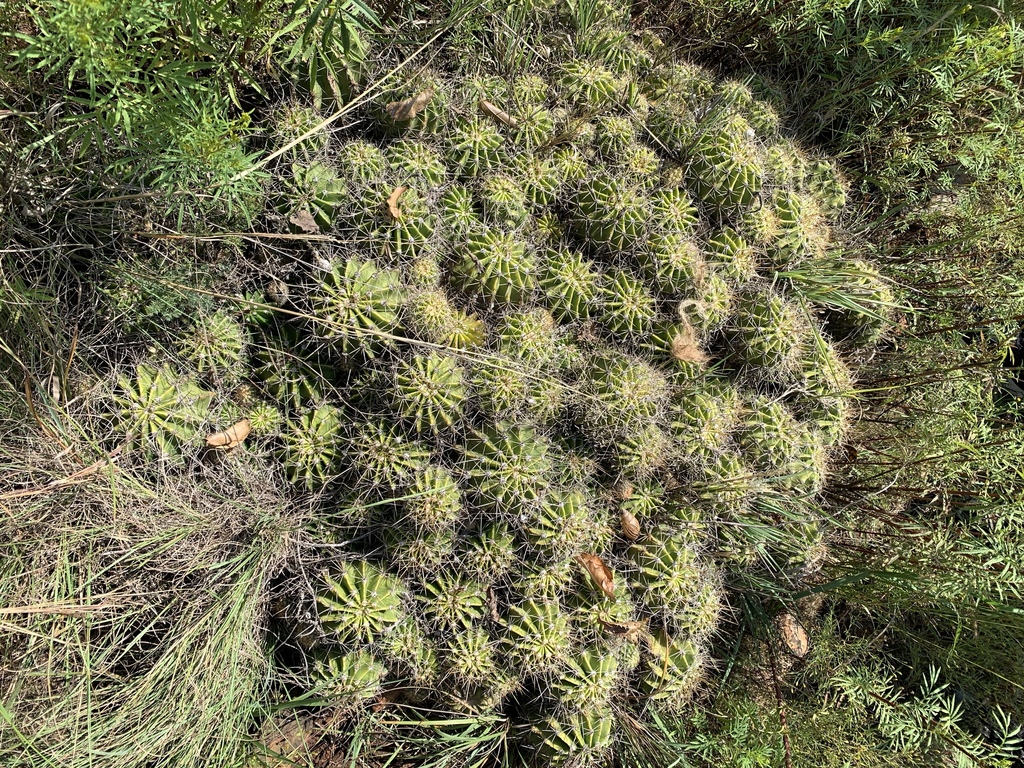 Easter Lily Cactus from Centurion Rural, Centurion, GP, ZA on March 14 ...