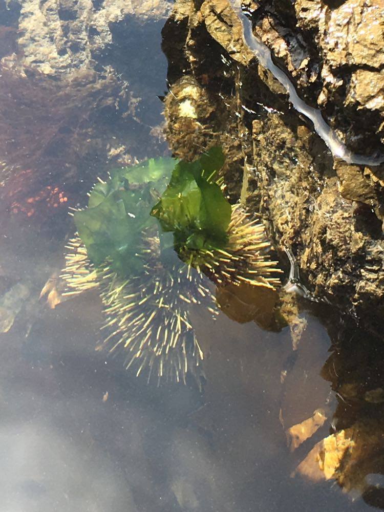 Pacific Purple Sea Urchin from Cannon Beach, OR, USA on August 12, 2019 ...
