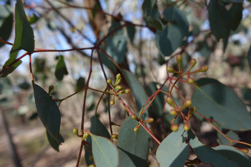 Subspecies Eucalyptus polyanthemos marginalis · iNaturalist United Kingdom