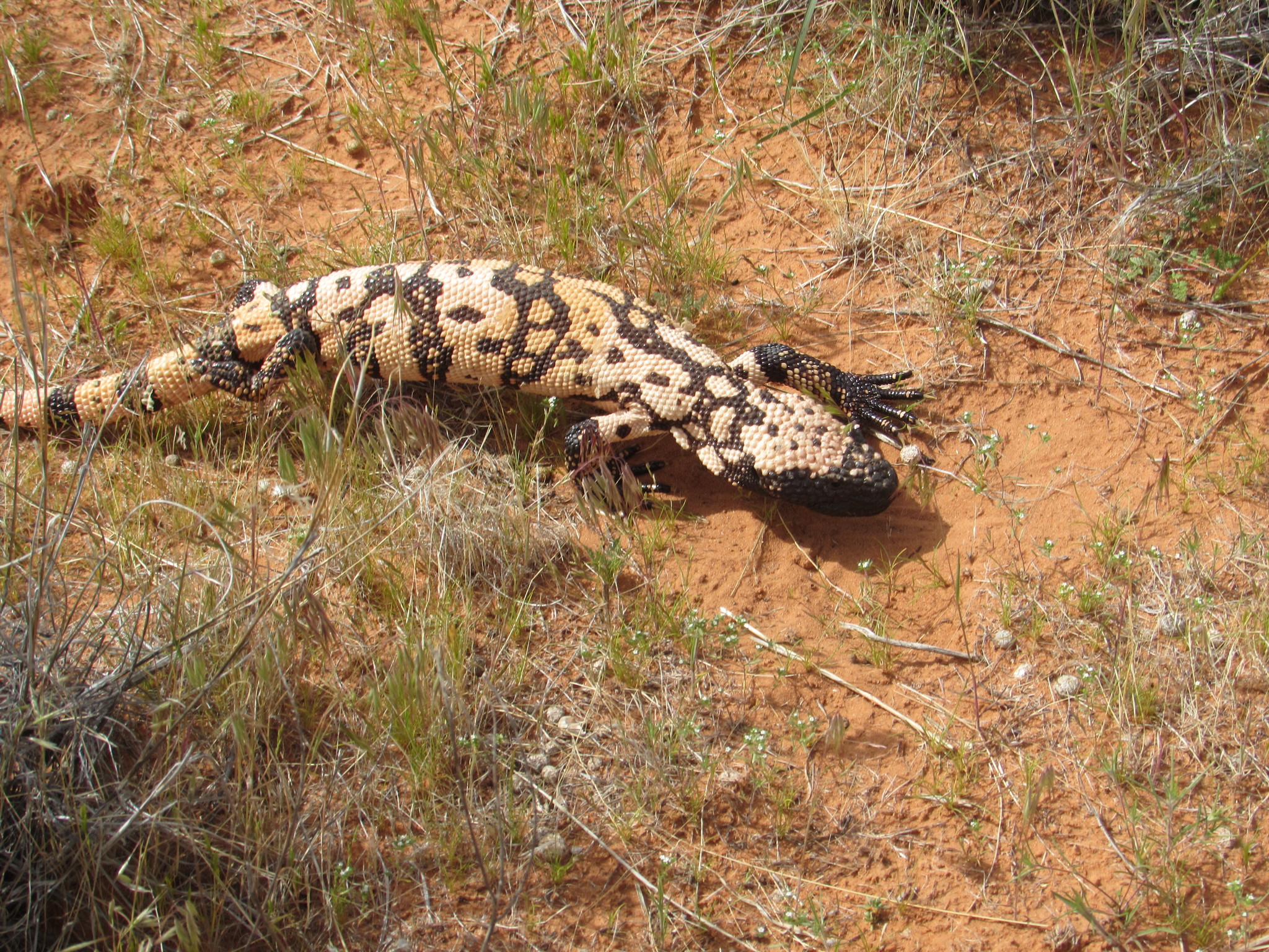 Heloderma suspectum cinctum Bogert & Martín Del Campo, 1956