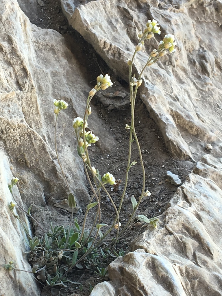 canescent draba (Alpine Flora of the Southern Rocky Mountains ...