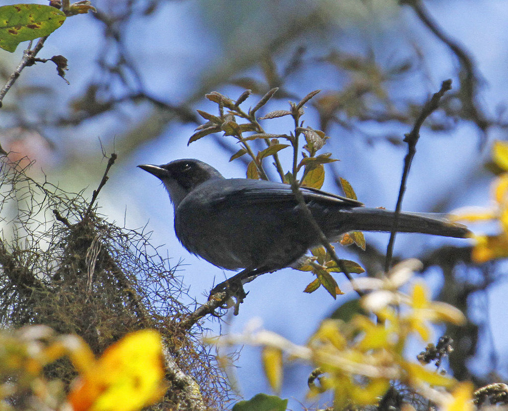 Dwarf Jay (Cyanolyca nanus) - Avian Discovery