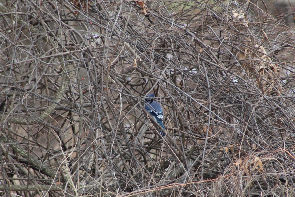 Blue Jay from Forest Park, Springfield, MA, USA on January 27, 2017 at ...
