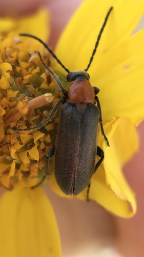 (Nemognatha cantharidis)