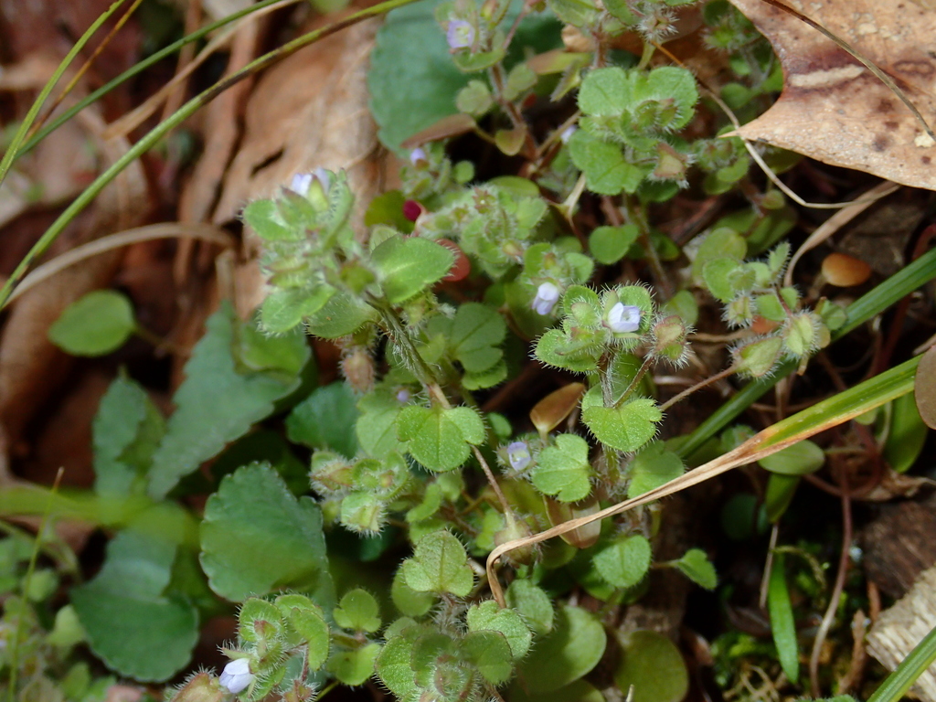 Ivy-leaved Speedwell from Fayette, Kentucky, United States on March 14 ...