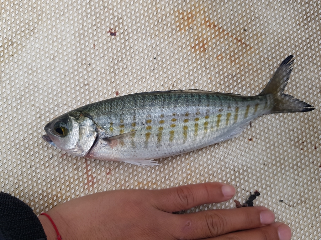 Australian Salmons (Arripis) - Marine Life Identification