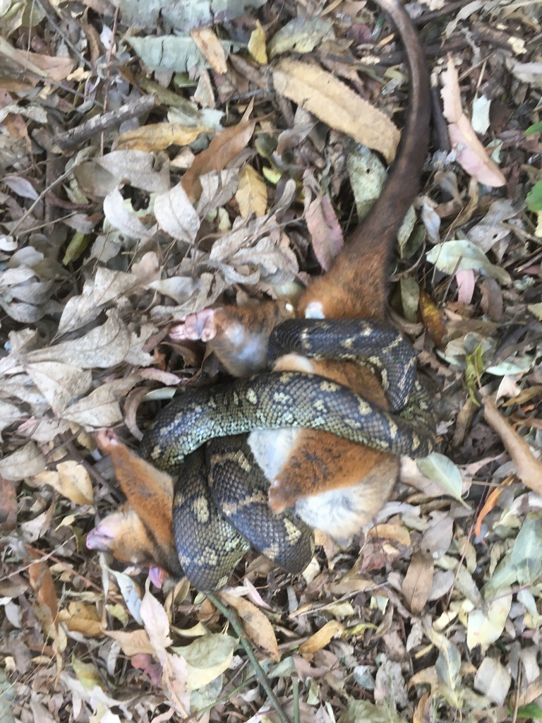 Coastal Carpet Python from Guanaba-Springbrook, Numinbah Valley, QLD ...