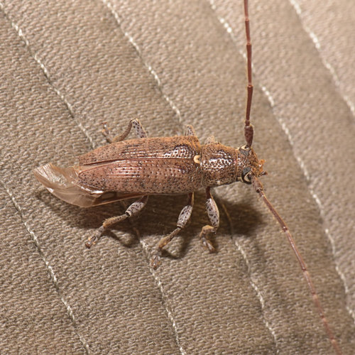 Genus Spinestoloides · iNaturalist