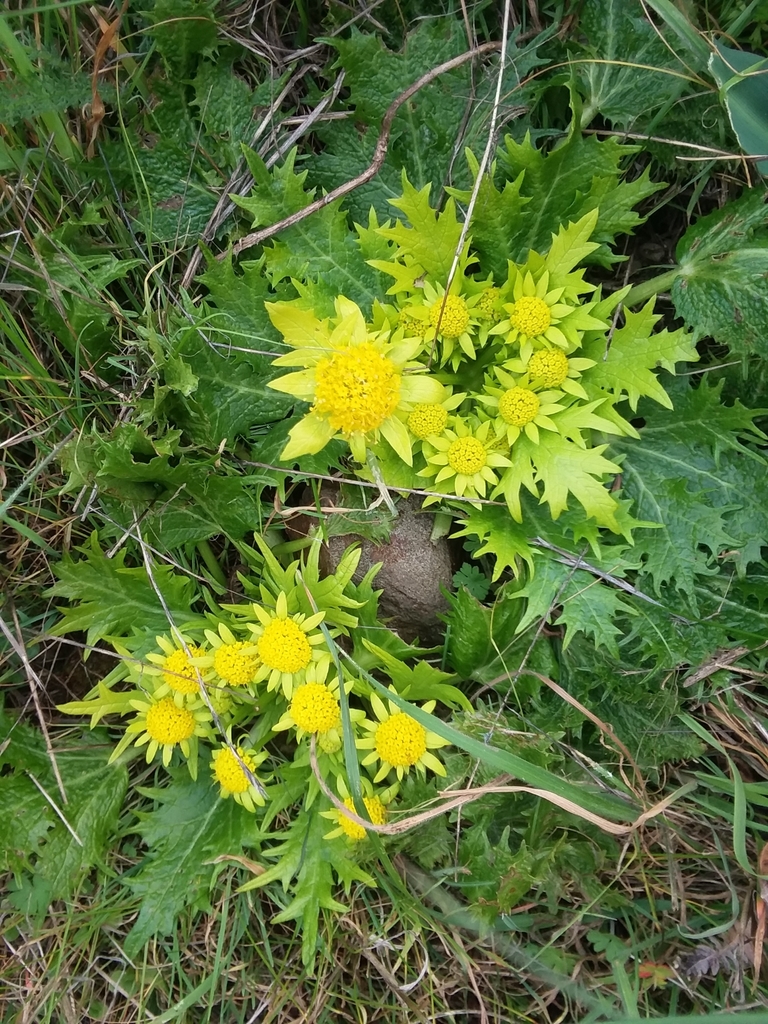 Footsteps of spring (Marks Ranch Field Guide) · iNaturalist