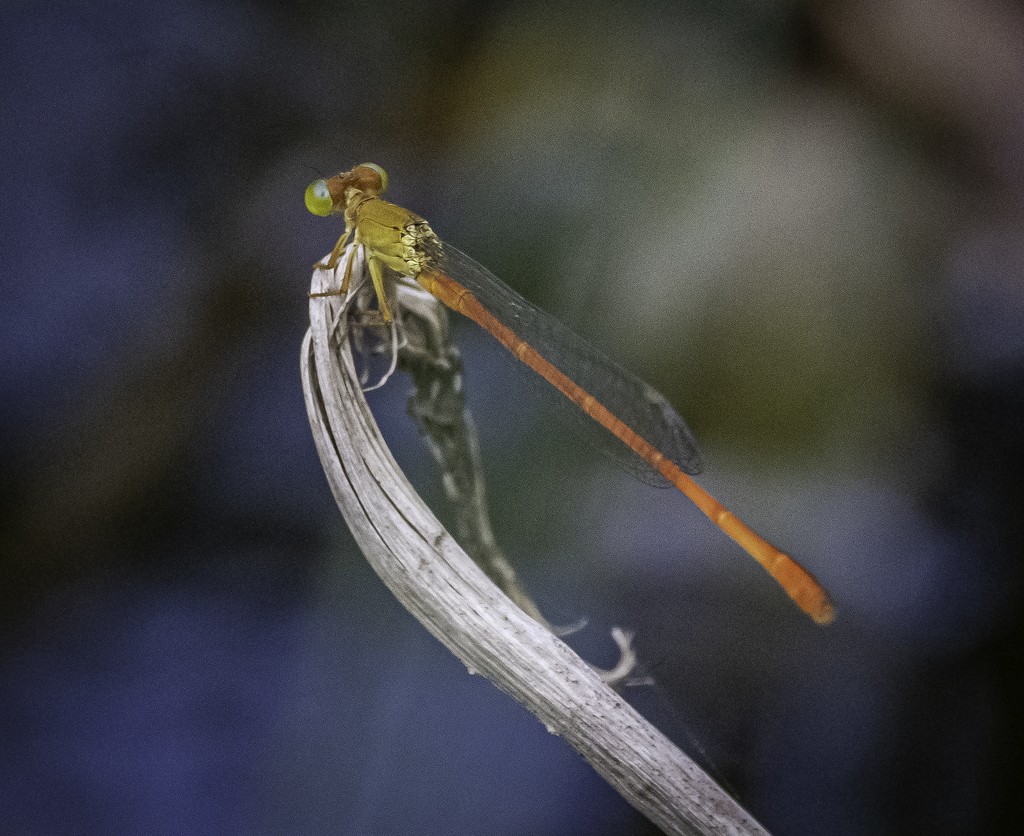 Redtail from Brisbane QLD, Australia on March 15, 2020 at 09:44 AM by ...