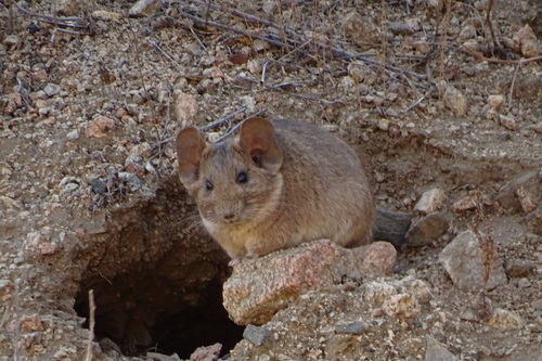 Chinchilla Rats (Family Abrocomidae) · iNaturalist United Kingdom