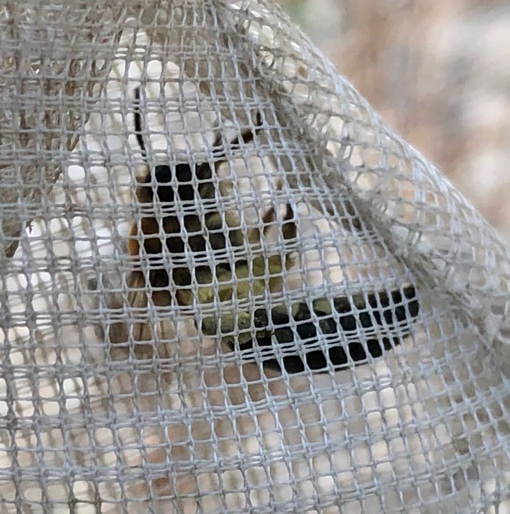 Cellophane Bees from Jackson County, MS, USA on March 14, 2020 at 12:41 ...