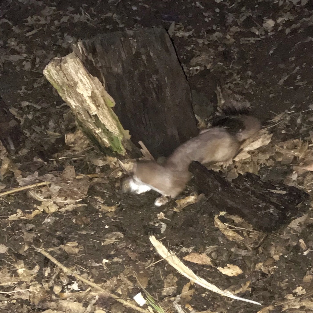 Long-tailed Weasel from CR-109, Mount Gilead, OH, US on March 12, 2020 ...