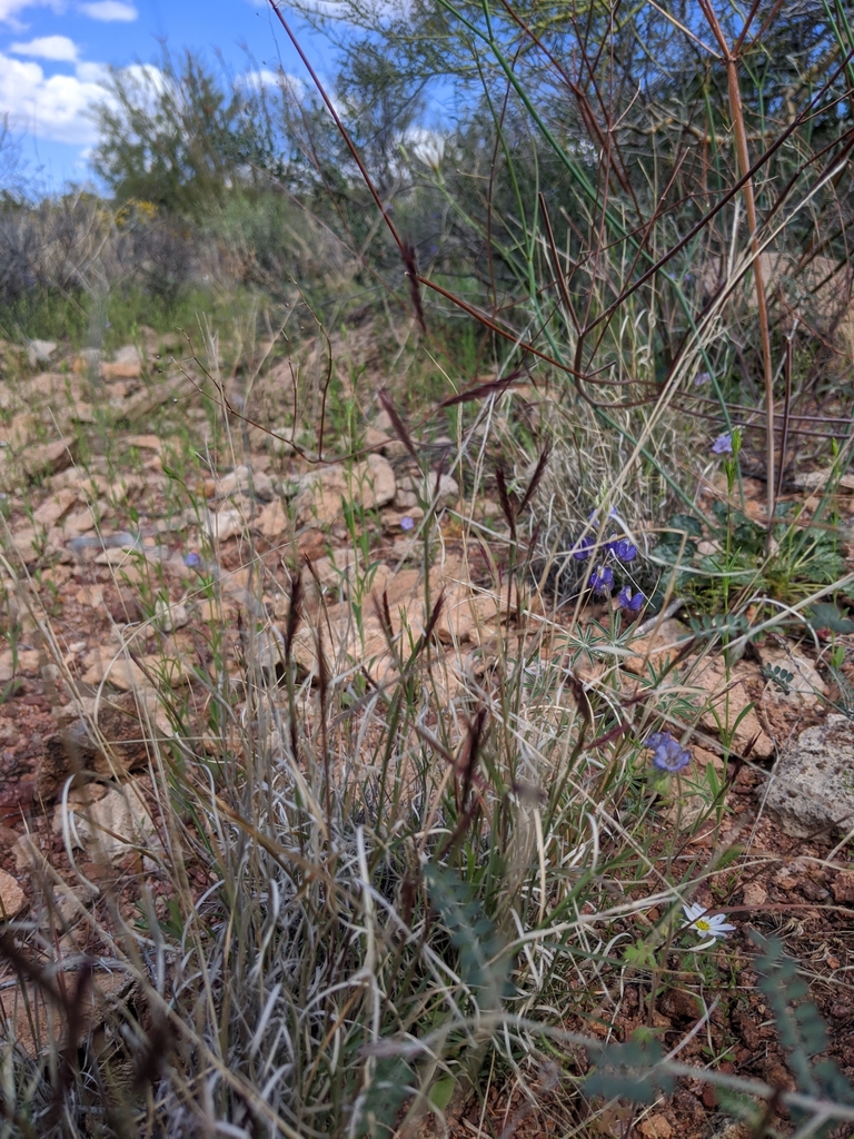 Red Grama from Marana, AZ 85653, USA on March 14, 2020 at 03:10 PM by ...