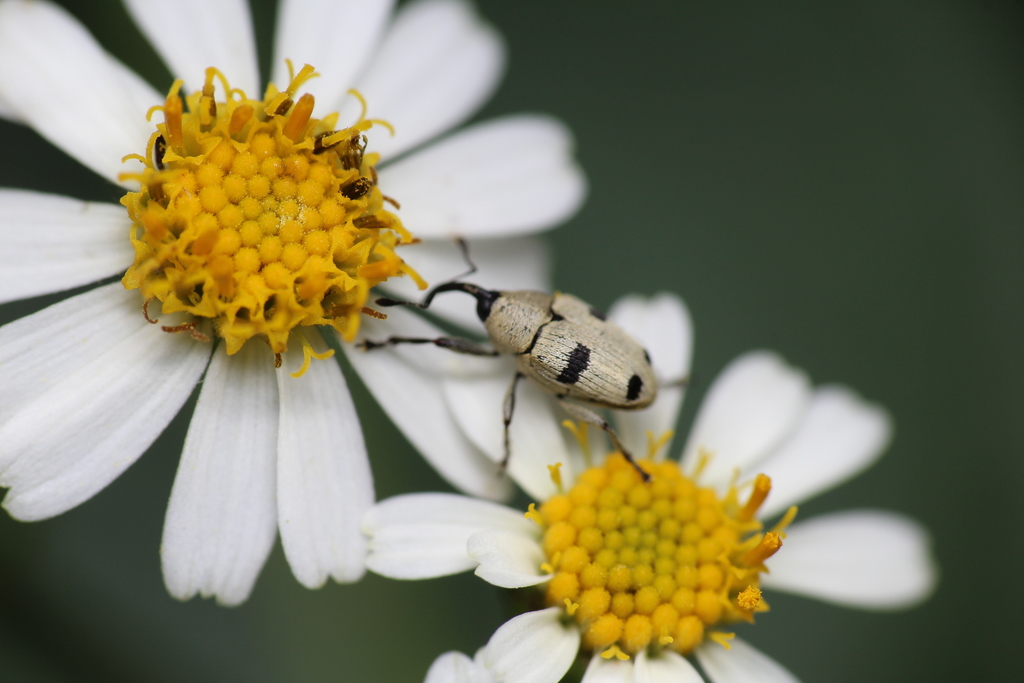 Geraeus from Xalapa, Ver., Mexico on March 13, 2020 at 11:53 PM by ...