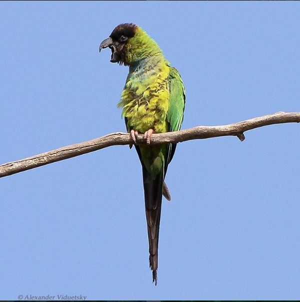 Nanday Parakeet (Introduced birds of North America) · iNaturalist