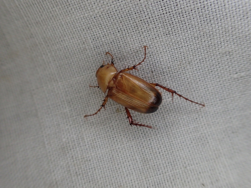 Phyllotocus macleayi in March 2020 by Mark Hura · iNaturalist