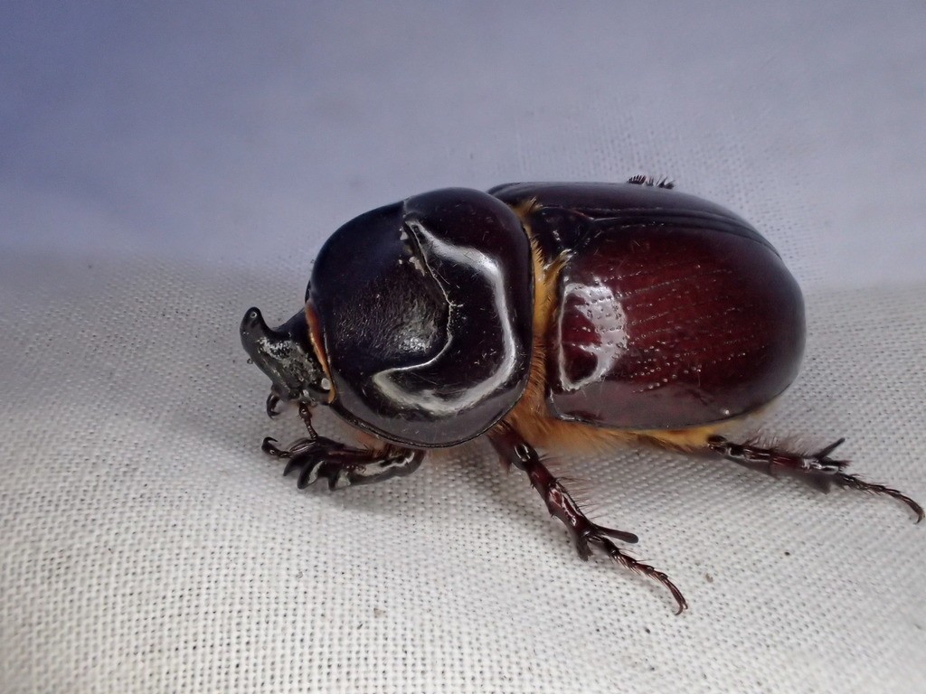 Pimelopus nothus in March 2020 by Mark Hura · iNaturalist