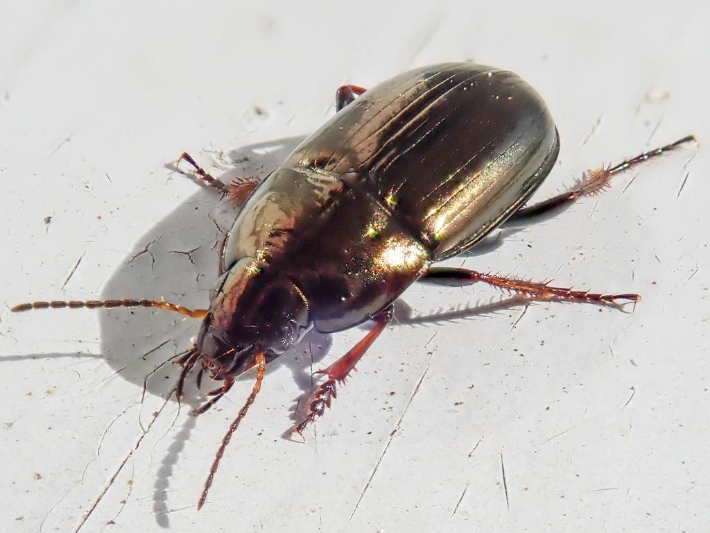 Common Sun Beetle (Introduced Species of Uplands Park, Oak Bay, BC ...