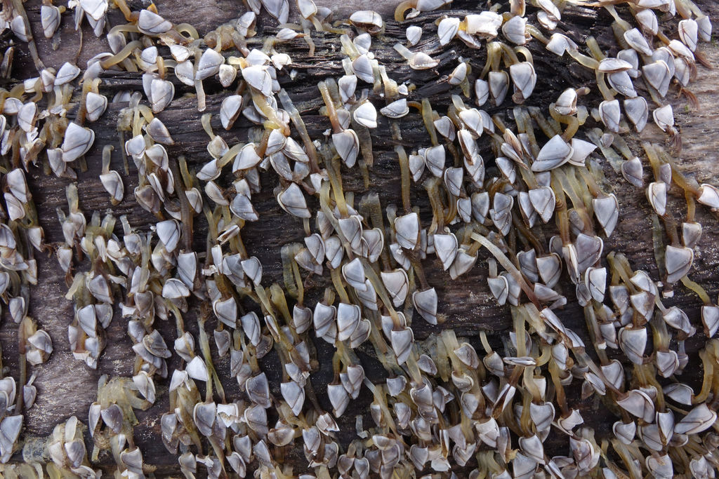 Goose Barnacles from Otago, New Zealand on March 15, 2020 at 11:30 AM ...