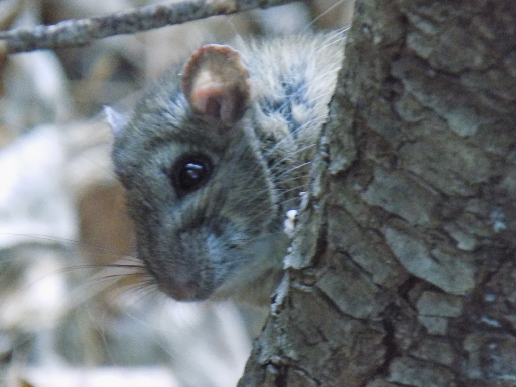 Pack Rats (Neotomini) - Know Your Mammals