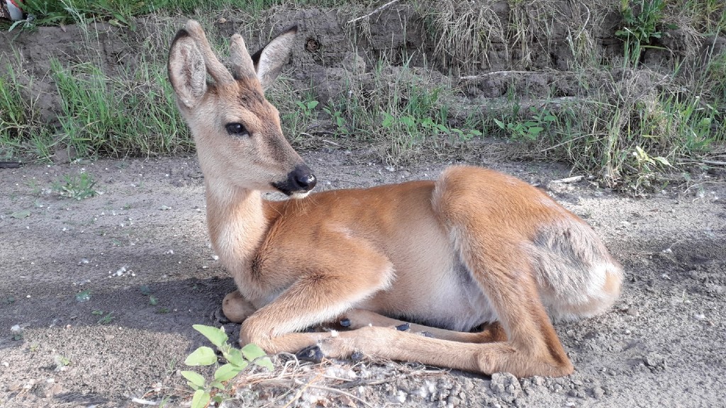 Eastern Roe Deer (Capreolus pygargus) - Know Your Mammals
