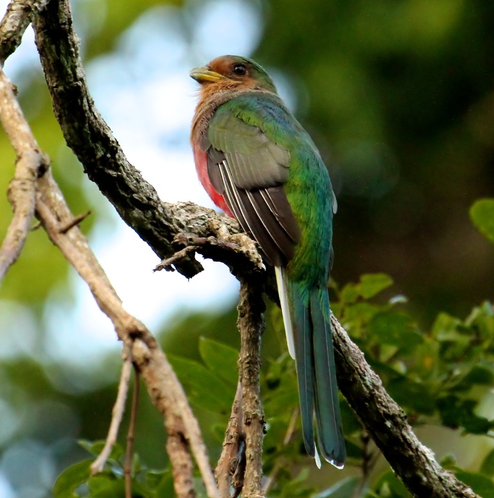 Narina Trogon (Apaloderma narina) - Avian Discovery