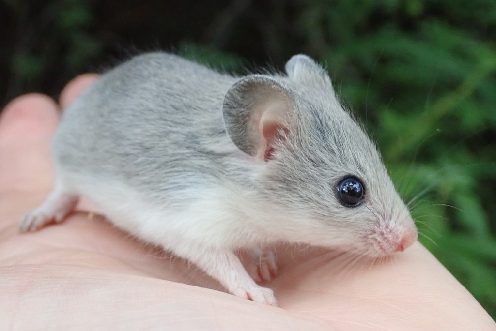 Southern African Pouched Mouse (Mammals of the Mfolozi River catchment ...
