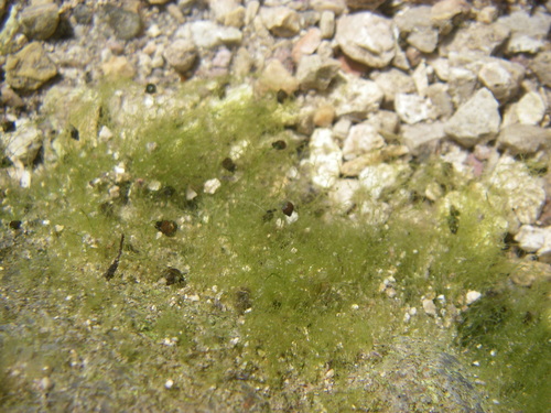 White River Valley Pyrg (Pyrgulopsis sathos) · iNaturalist United Kingdom