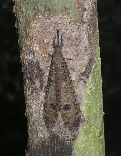 Genus Stiphroneura · iNaturalist