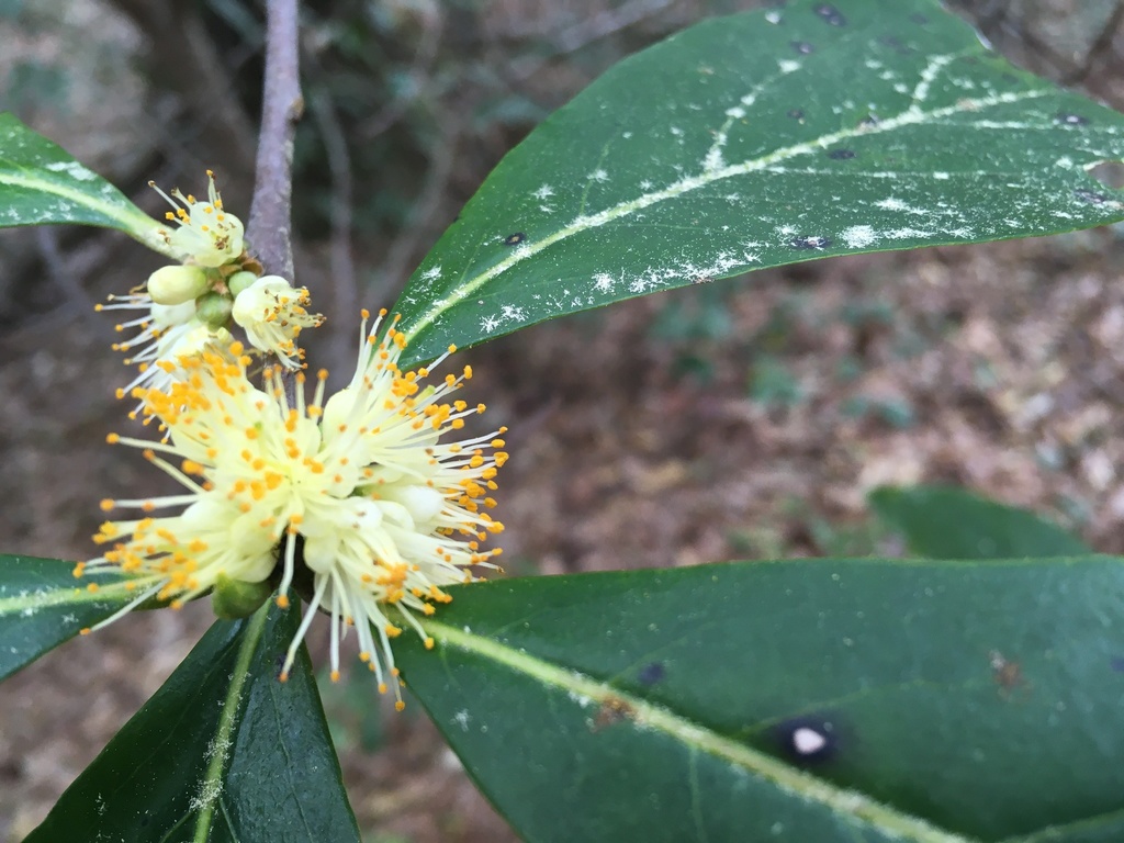 symplocos family (Symplocaceae) - Botanical Realm