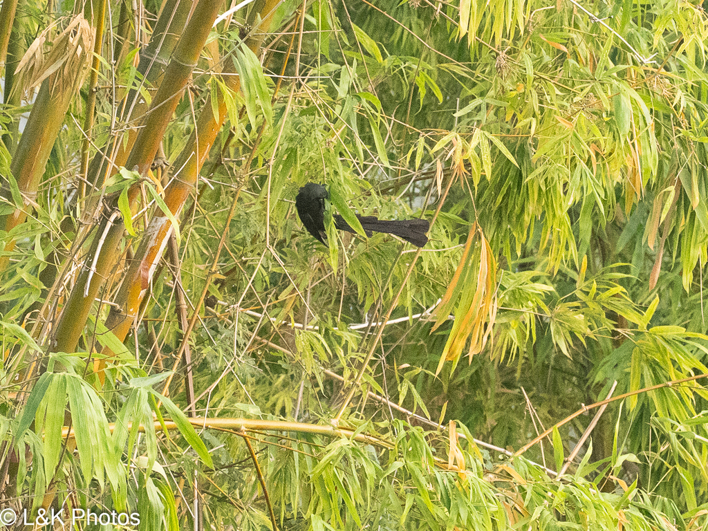 Racket-tailed Treepie from Lvea Em, Cambodia on February 6, 2026 at 07: ...