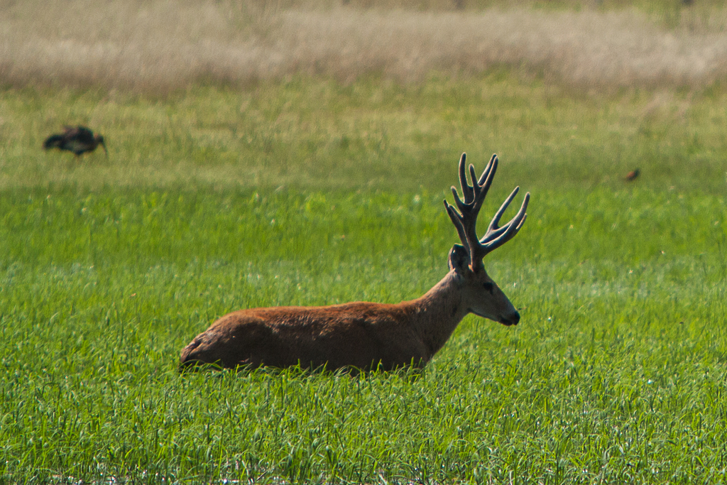 New World Deer (Capreolinae) - Know Your Mammals