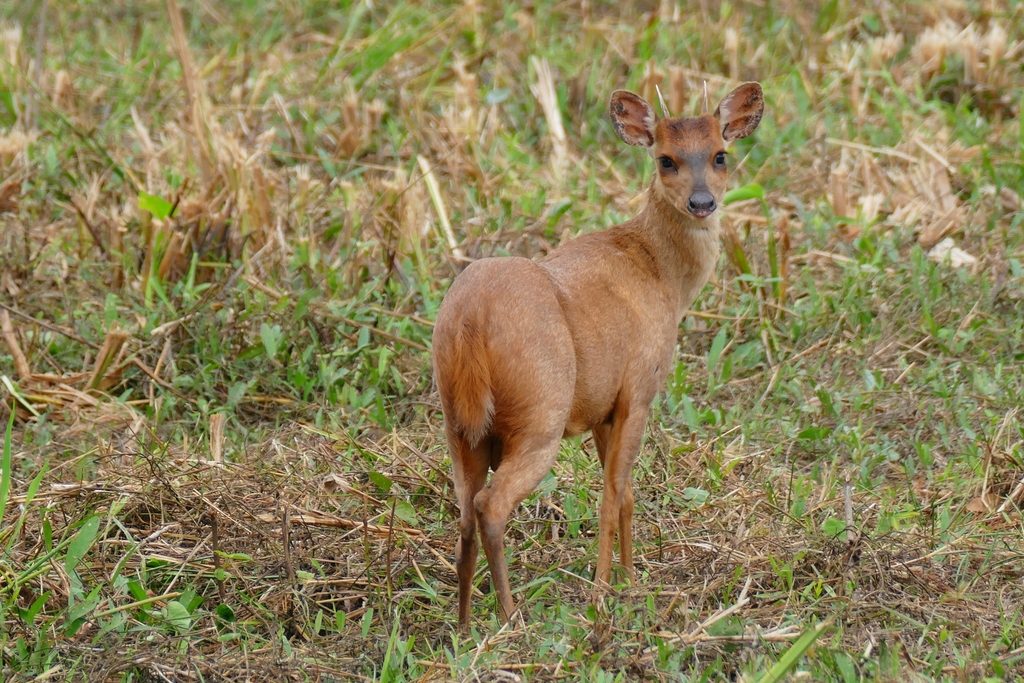 New World Deer (Capreolinae) - Know Your Mammals
