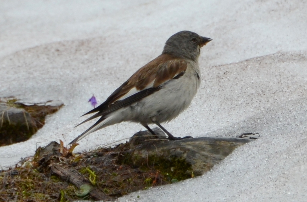 White-winged Snowfinch (bird of Italy part 1) · iNaturalist