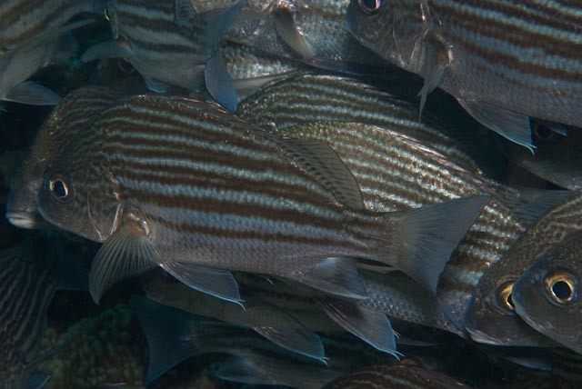 Banded Grunter (Pomadasys furcatus) - Marine Life Identification