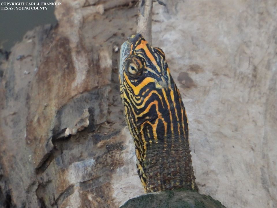 Mississippi Map Turtle (Graptemys pseudogeographica kohnii) - Marine ...